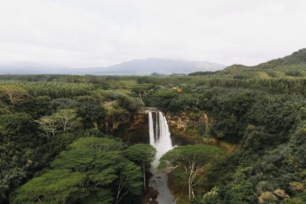 La déforestation en Amazonie : causes et solutions - EarthCalling